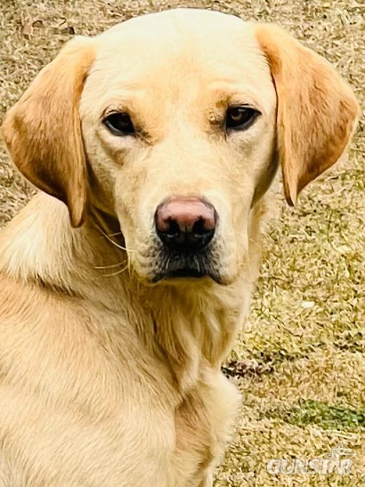 Male Labrador